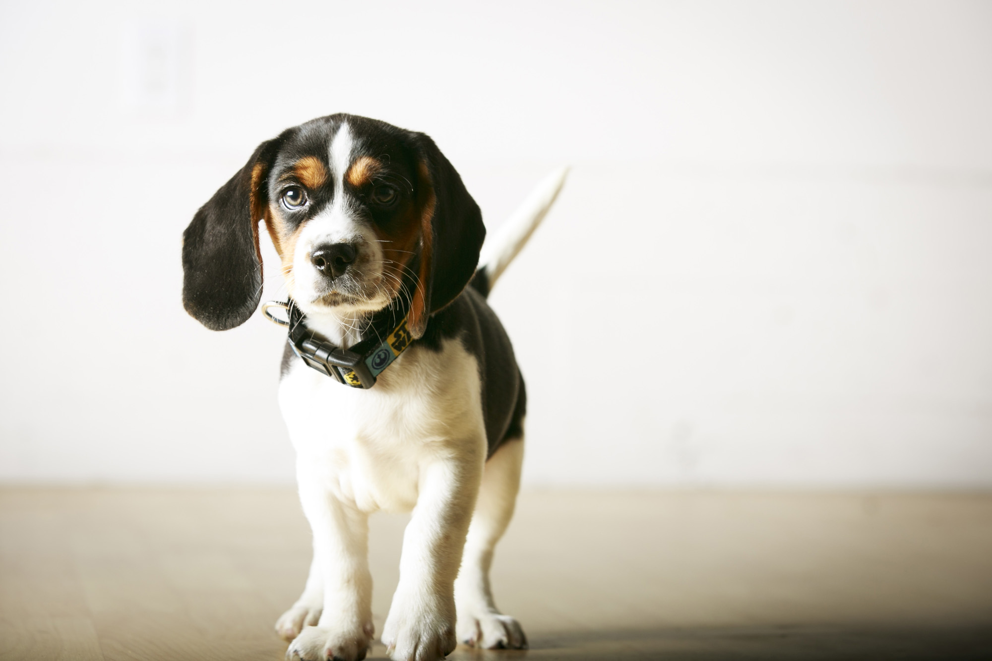 Puppy Portraits! Squeegee the baby Beagle and his human » Mischa ...